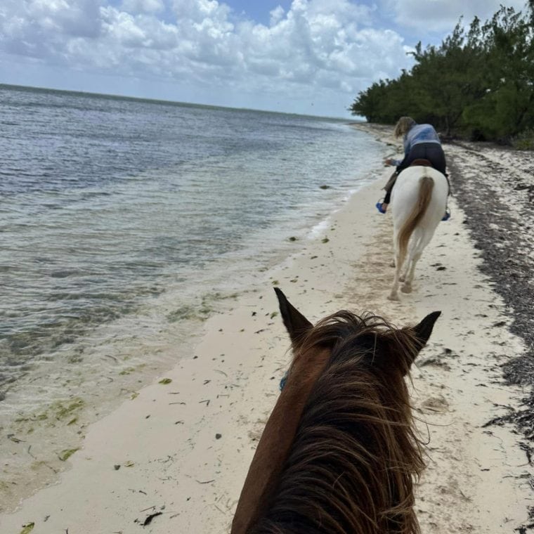 4 Best Beach Horse Riding Tours In Grand Cayman - AllWorld.com