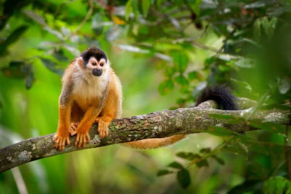Top Places to See Monkeys in Costa Rica: A Wildlife Adventure Guide