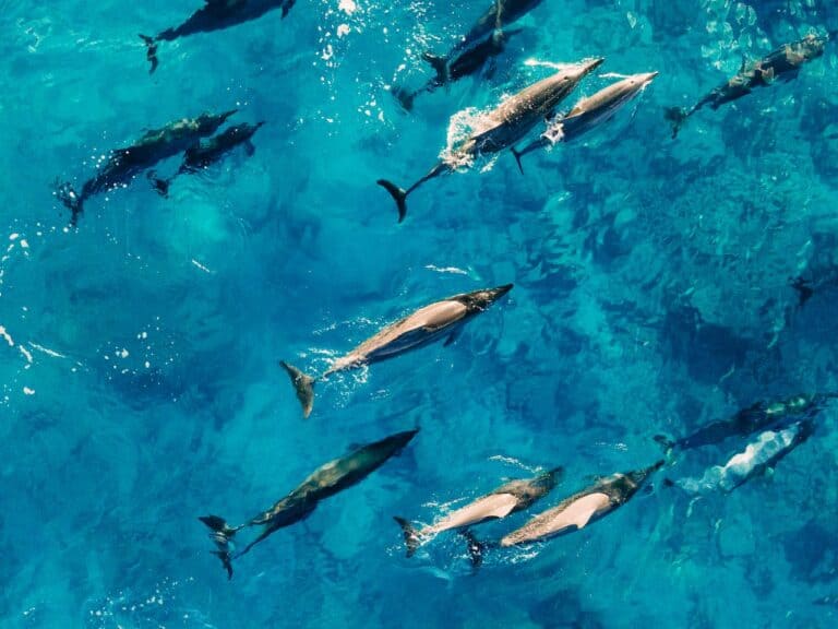 Best US Boating Destinations for Watching Dolphins - AllWorld.com
