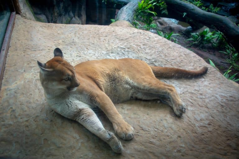 Dangerous Animals in Costa Rica (Deadly Predators!)