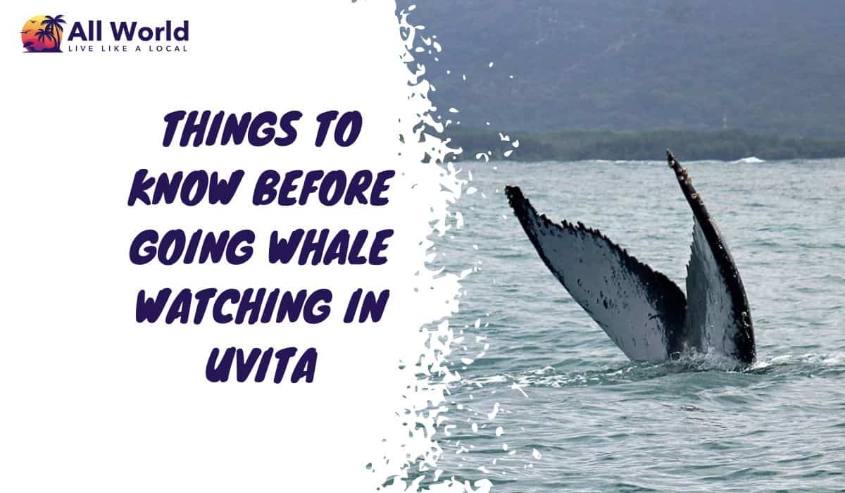 15 Things To Know Before Going Whale Watching In Uvita - AllWorld.com