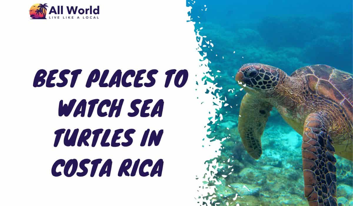 Best Places To Watch Sea Turtles In Costa Rica