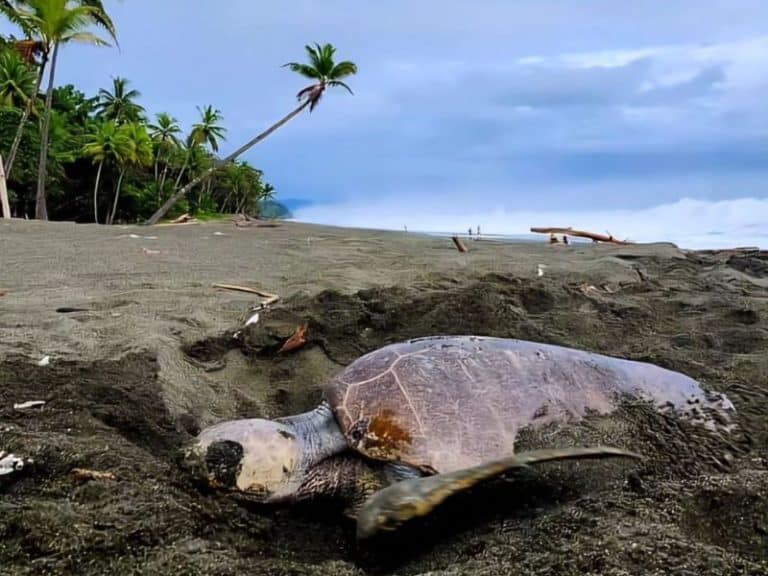 Osa Peninsula Full Travel Guide - AllWorld.com