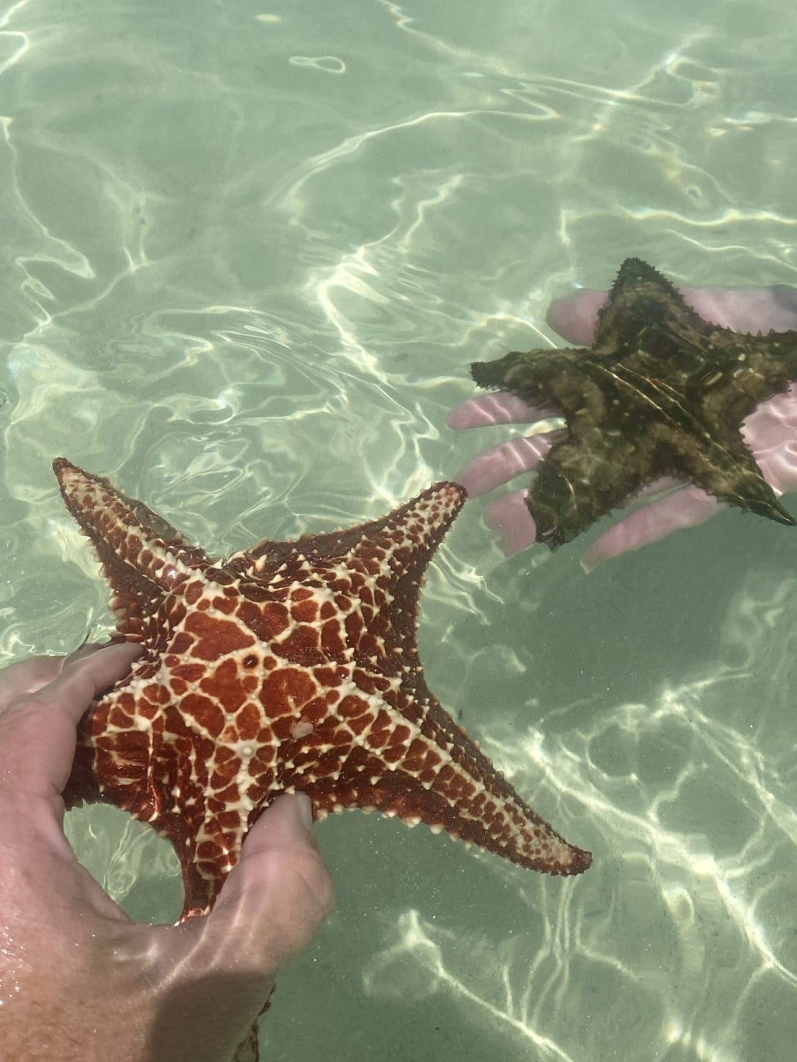 Starfish Point Grand Cayman (Pics and Full Experience!)