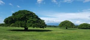 The Guanacaste Tree: The National Tree of Costa Rica - AllWorld.com