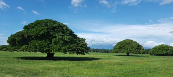 Costa Rica Trees: A Full List of Incredible Biodiversity - AllWorld.com