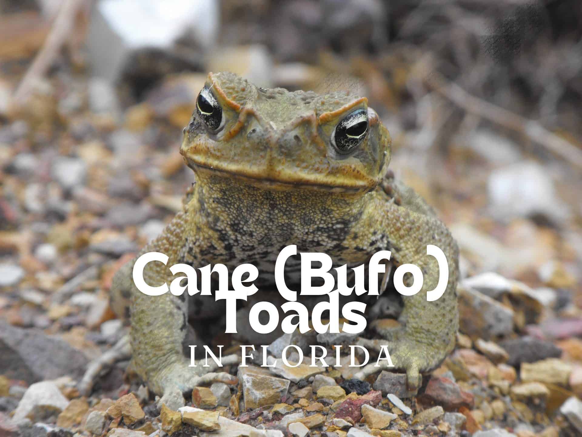 Bufo Toads in Florida (Watch Out!) - AllWorld.com