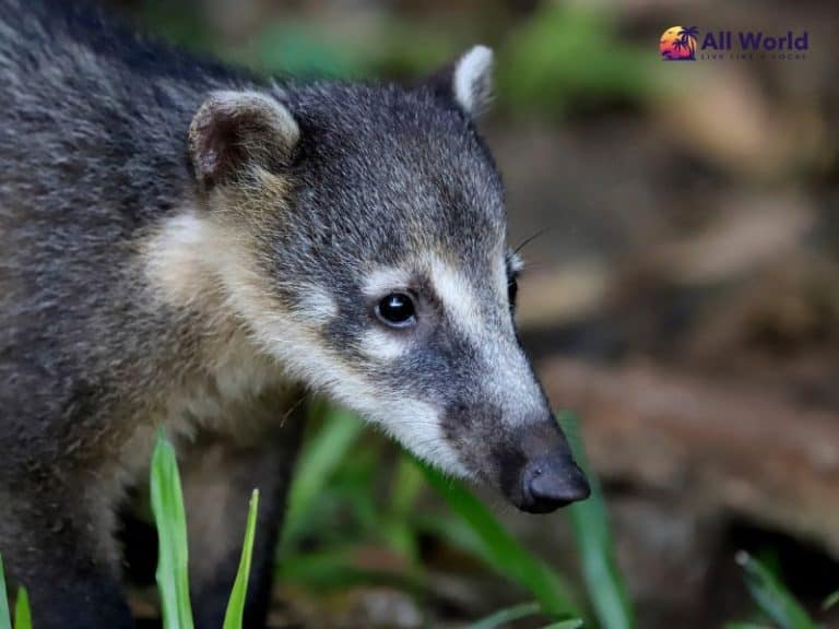 Costa Rica Mammals
