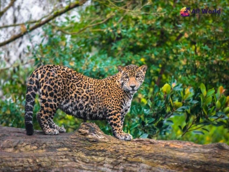 Dangerous Animals in Costa Rica (Deadly Predators!)