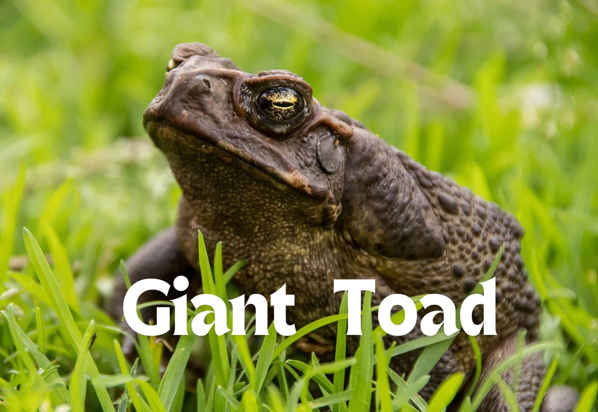 Costa Rica Frogs - (Pics & Where to Find Them) - AllWorld.com