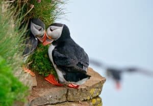 Icelandic Puffin - A Complete Guide to Puffins