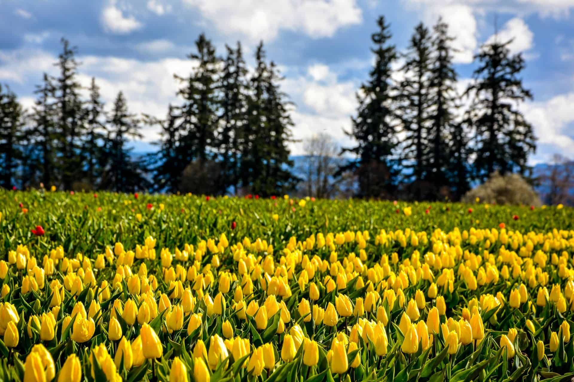 8 Amazing Flower Festivals You Must See Worldwide - AllWorld.com