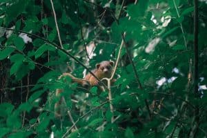 Costa Rican Raccoon Species Guide - AllWorld.com
