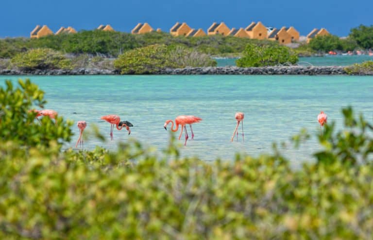 ABC Islands - Visitors Guide to Aruba, Bonaire, and Curacao